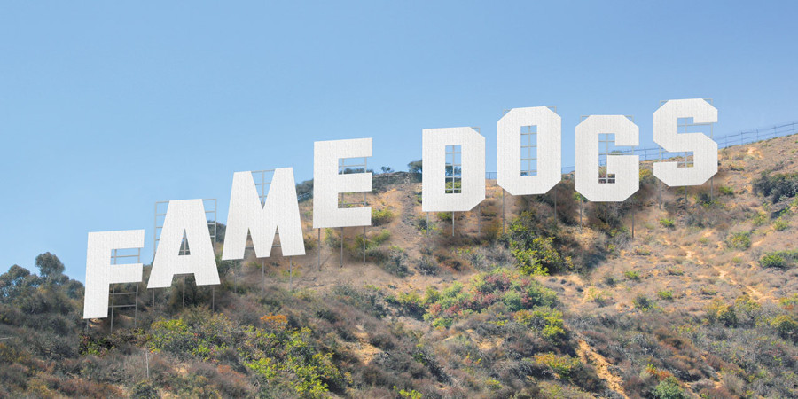 Fame Dogs | DAY Creative